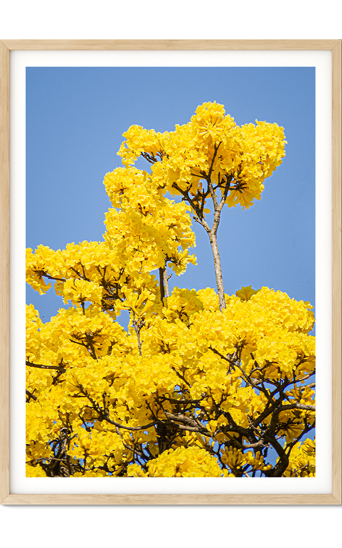 LAPACHO AMARILLO | Venta de Cuadros Modernos | De La Paz